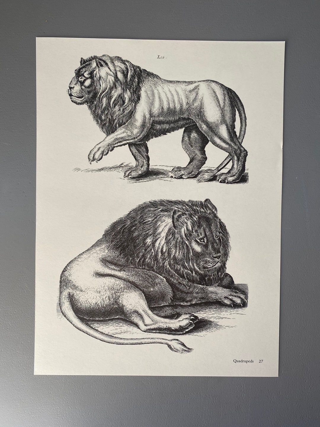 Matthaus Merian, Lions, Tiger, Leopard, Engraving, Animal, 17th Century ...
