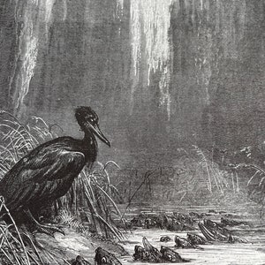Gustave Dore, Bird and Fish, Meeting, Graphics, Picture, Book Page, One ...