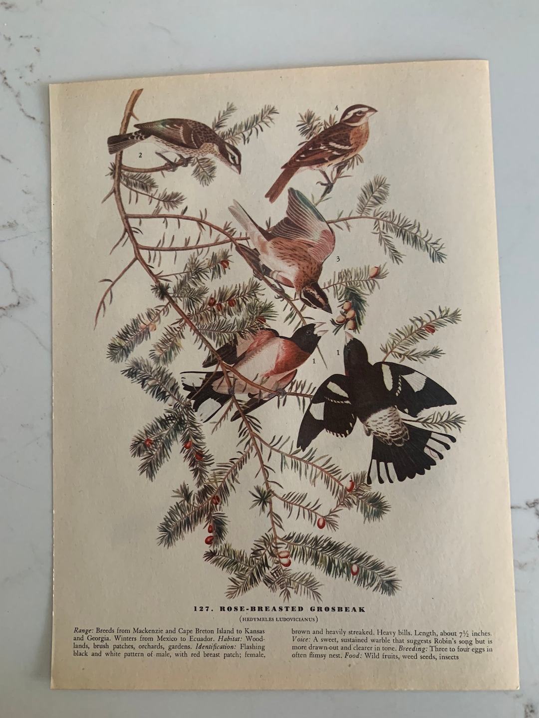 Rose-breasted Grosbeak, Catbird, the Birds of America, Print, Bookplate ...