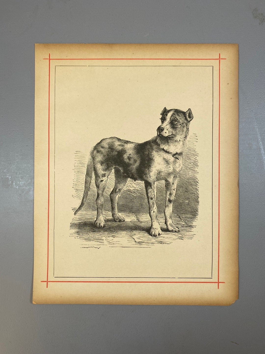 Great Danish Dog, 1880s Book Page, Pet Portrait, Animal, Nature, Print ...