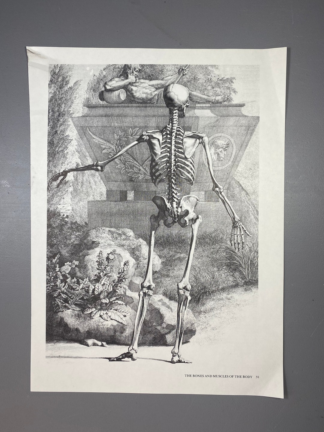 Albinus on Anatomy, the Skeleton, Side View, Bones, Print, Book Page ...