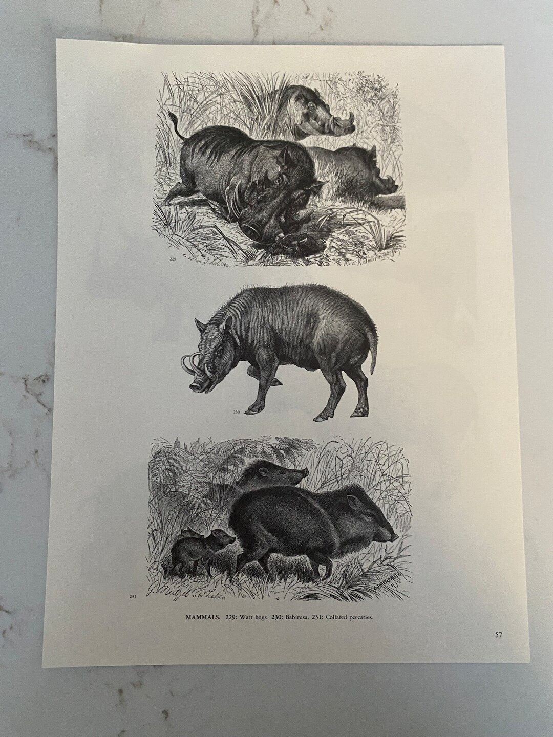 Mammals, 229 Wart Hogs, 230 Babirusa, 231 Collared Peccaries, Print ...