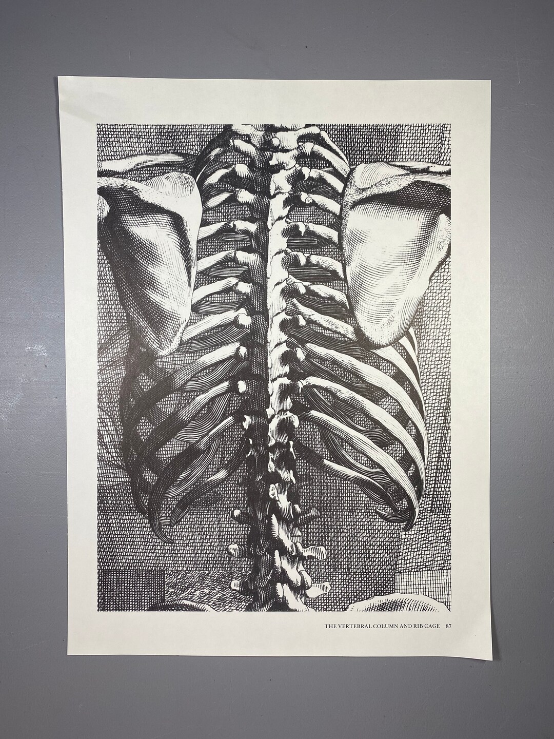Albinus on Anatomy, the Rib Cage, Back and Side Views, Bones, Print ...