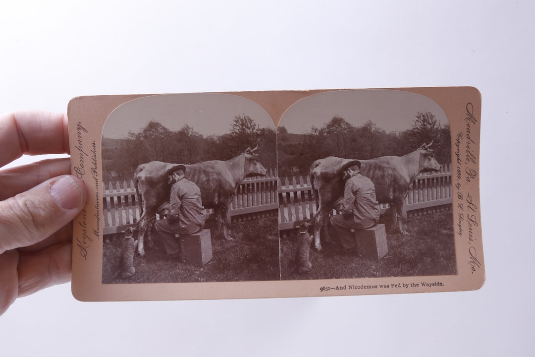 Stereoscope Card, Nicodemus, Fed by the Wayside, Milk A Cow, Man, Cat ...