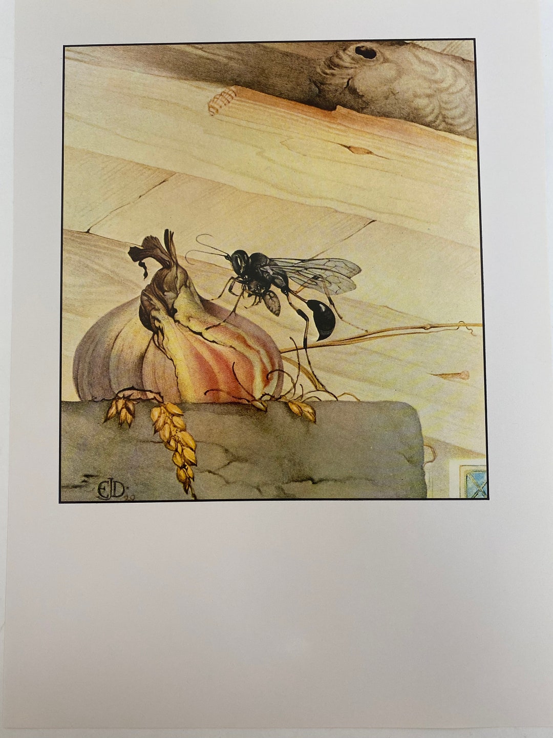 Pelopaeus Spirifex, Fabre’s Book, Insects, Edward Julius Detmold ...