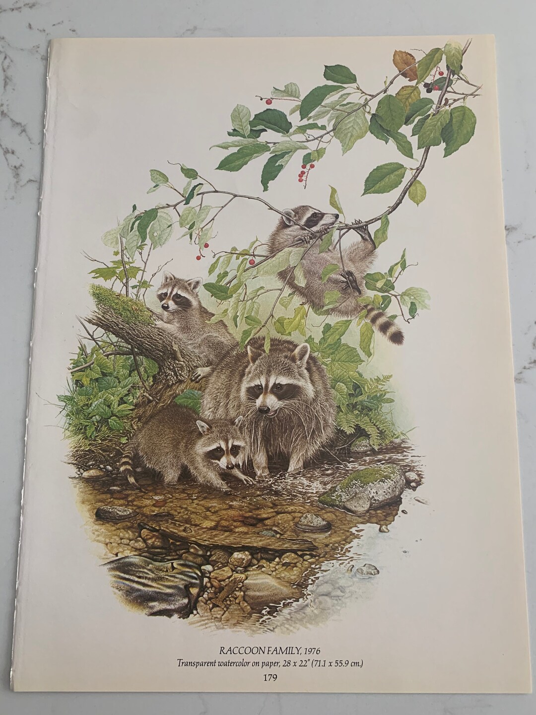 Glen Loates, Raccoon Family, Marsh Hawk, Longtail Weasel, Double-sided ...