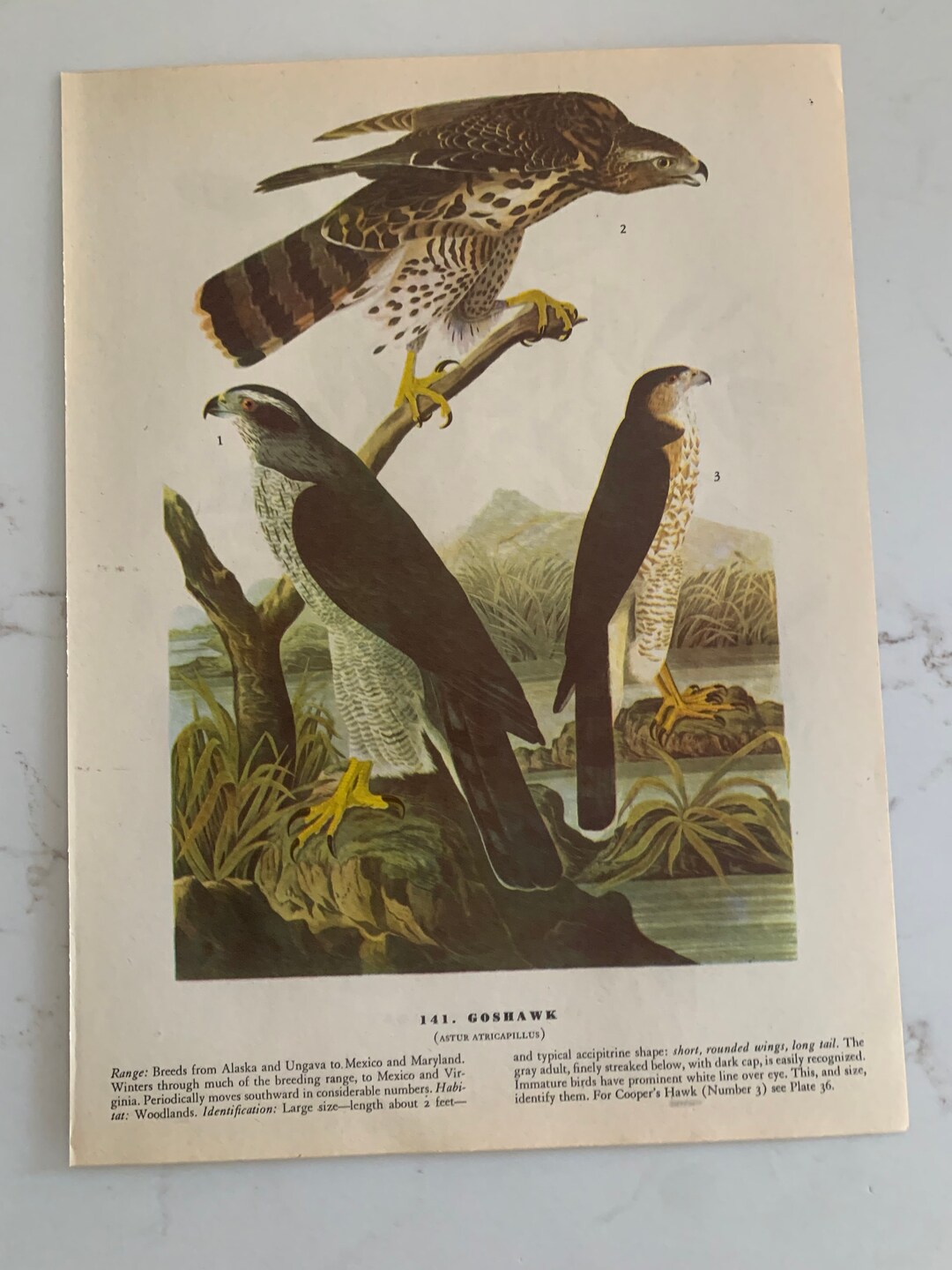 Goshawk, Sparrow Hawk, the Birds of America, Print, Bookplate, Nature ...