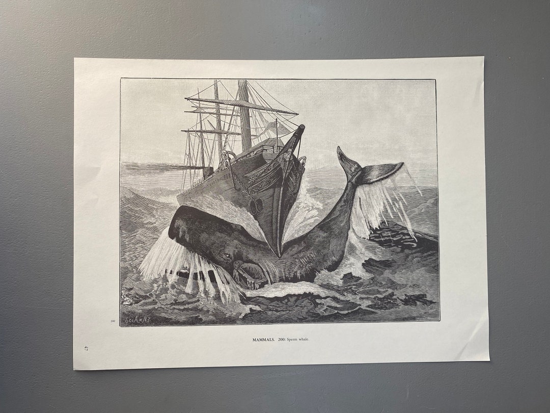 Mammals, 200 Sperm Whale, Graphics, Picture, Bookplate, Print, Art ...
