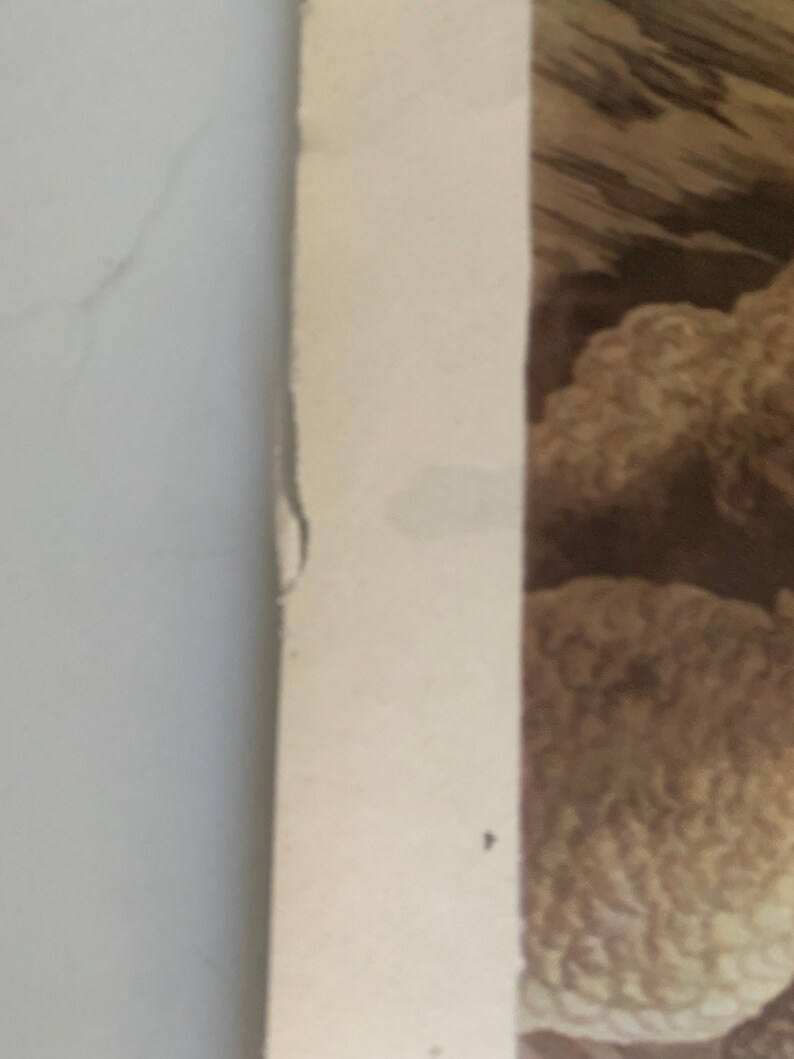 Red-wing, Cliff Swallow, the Birds of America, Print, Bookplate, Double ...