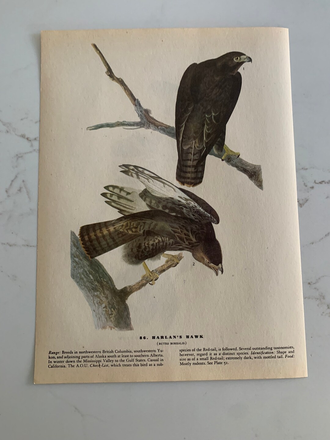Harlan's Hawk, Yellow-throated Warbler, the Birds of America, Print ...