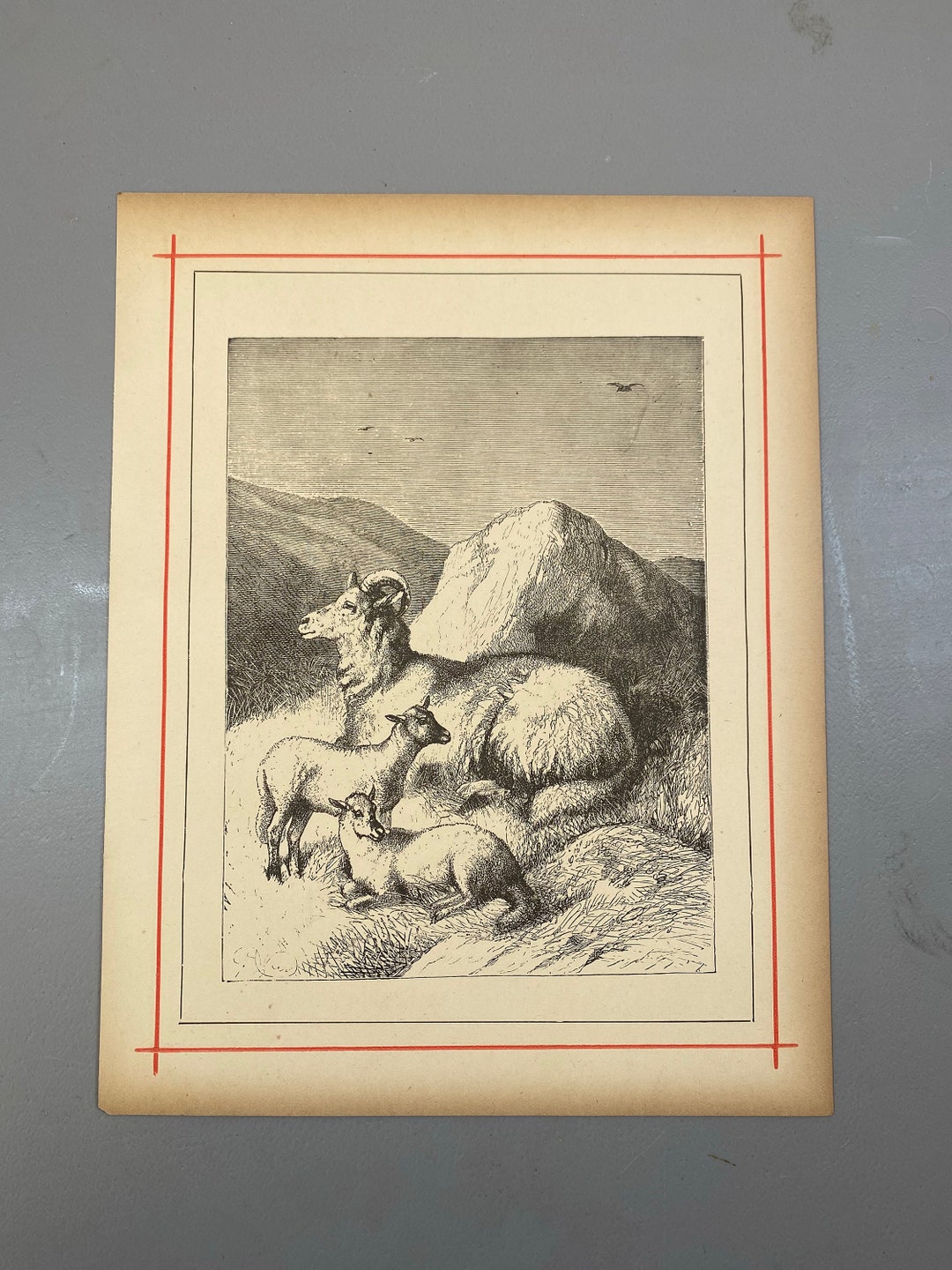 Angora Goats, Animals Family, Wildlife, Drawing, 1880s Book Page, Print ...