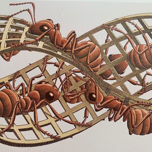 M C Escher, Mobius Strip II, Red Ants, 1963, Catalogue No 441, Graphics ...