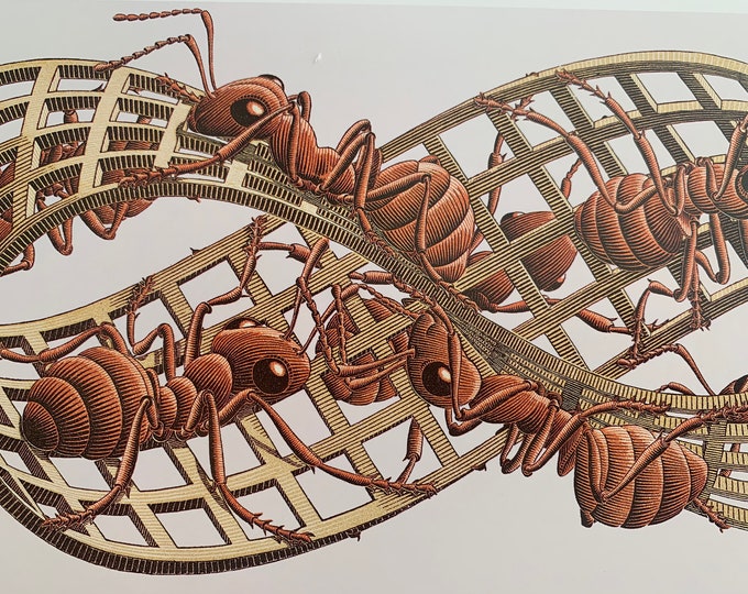 M C Escher, Mobius Strip II, Red Ants, 1963, Catalogue No 441, Graphics ...