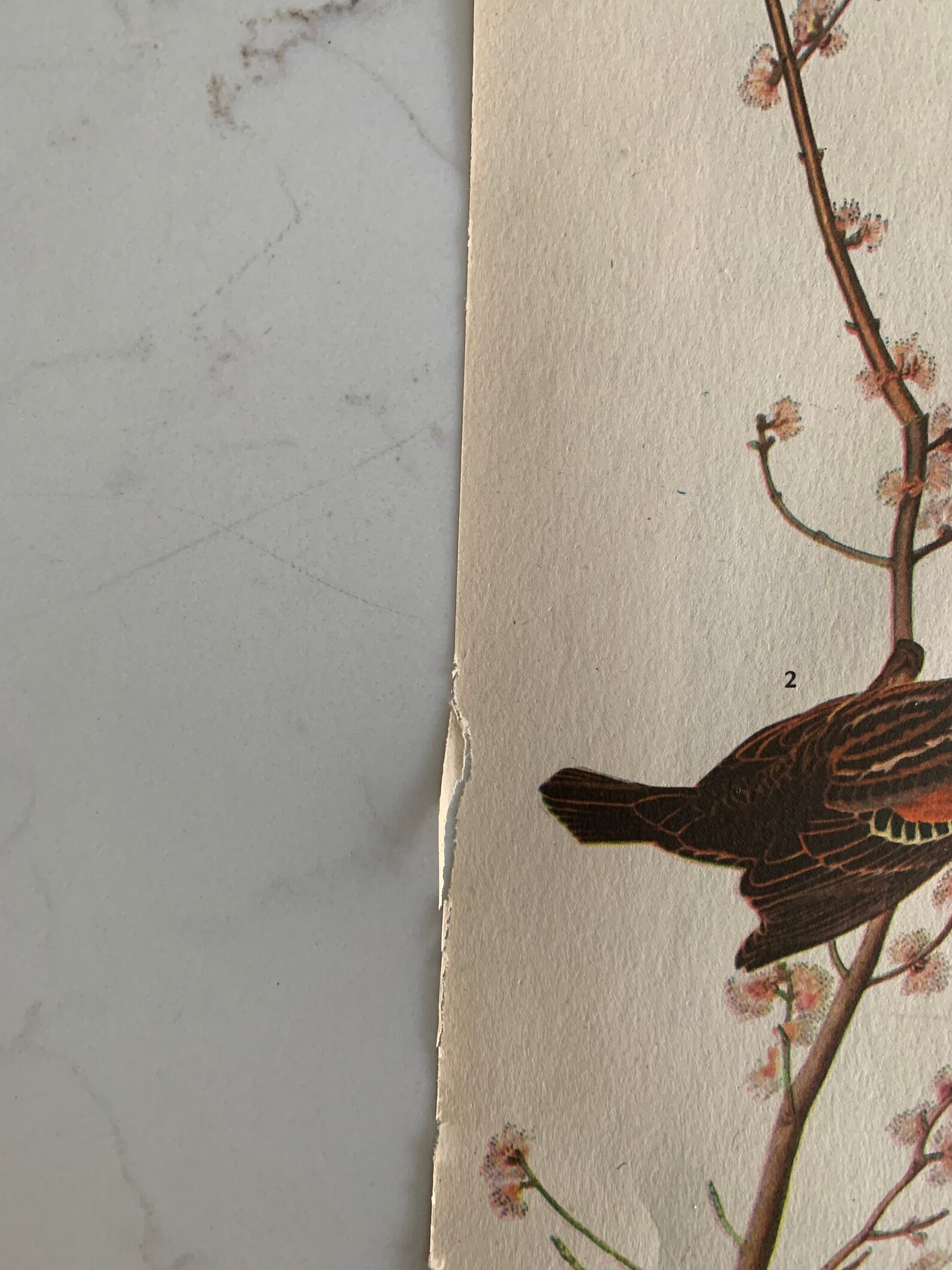 Red-wing, Cliff Swallow, the Birds of America, Print, Bookplate, Double ...