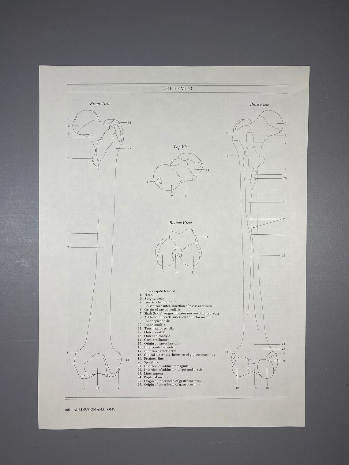 Albinus On Anatomy The Pelvis Outer View The Femur Print Book Page