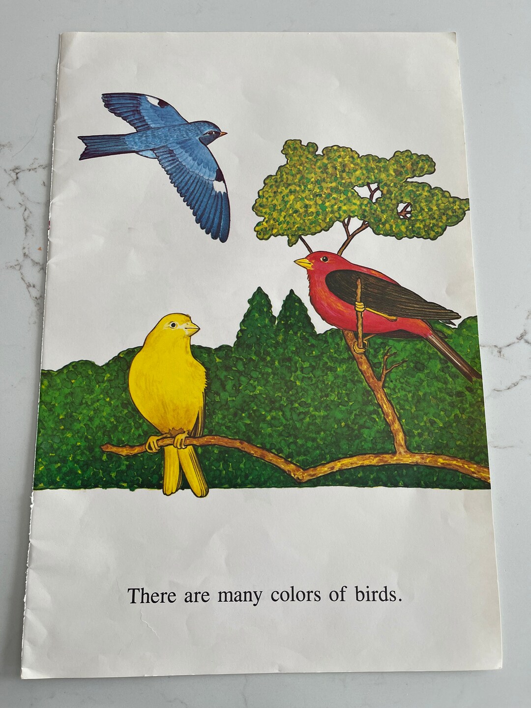 Birds, Colors, Red Cardinal, Poster, Double-sided, Picture, Book Page ...