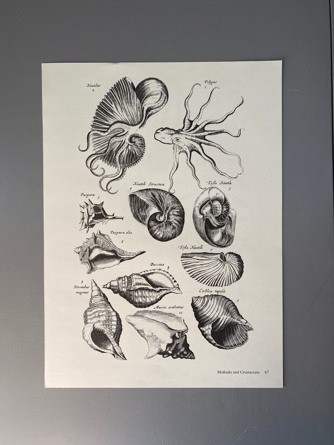Matthaus Merian, Molluscs, Shellfish, Engraving, 17th Century, Print ...