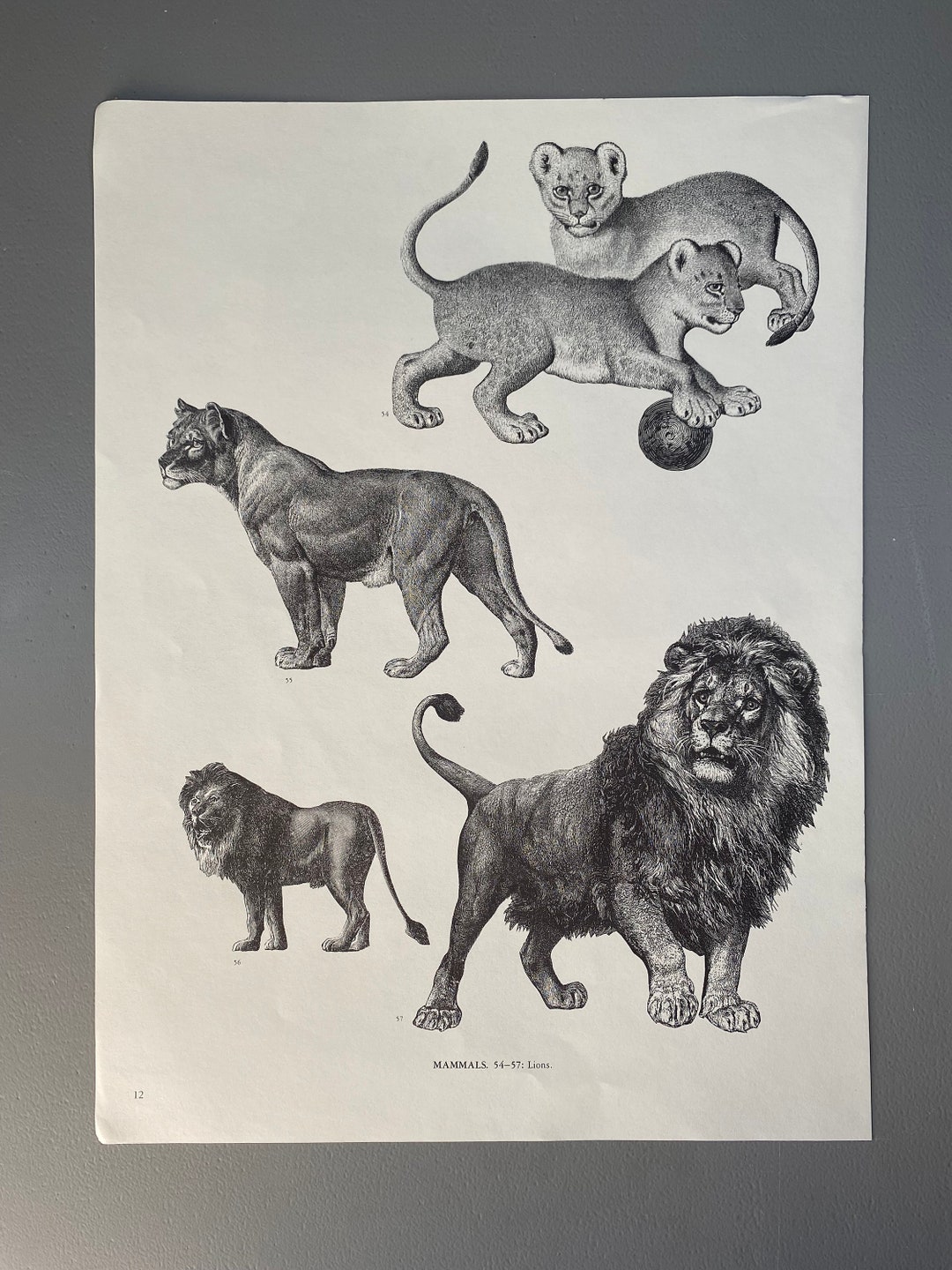 Mammals, 54-57, Lions, 1980, Animals, Graphics, Picture, Bookplate ...