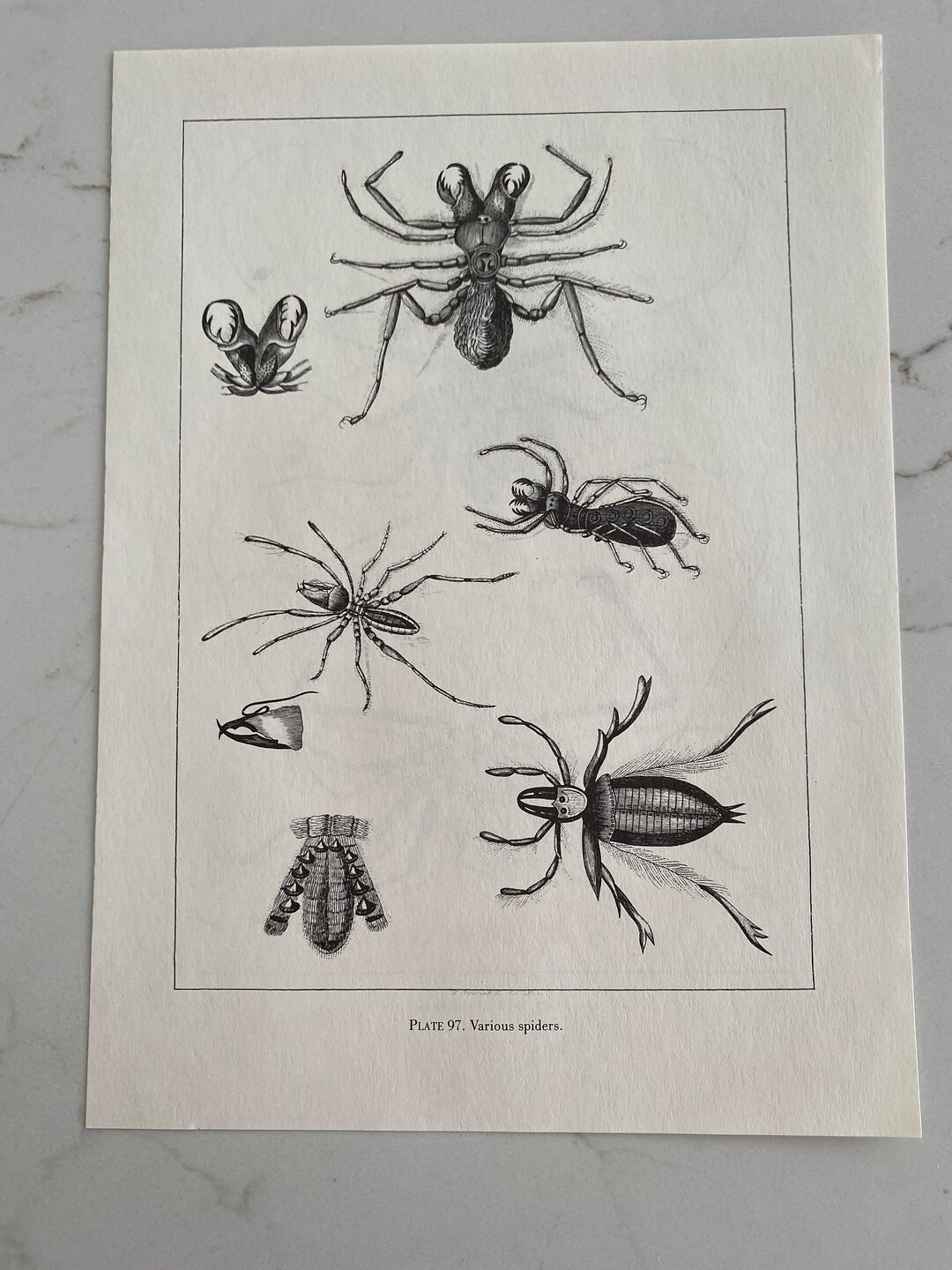 Spiders, Whip Scorpions, Scorpion, 1970's, Illustrated, Black and White ...