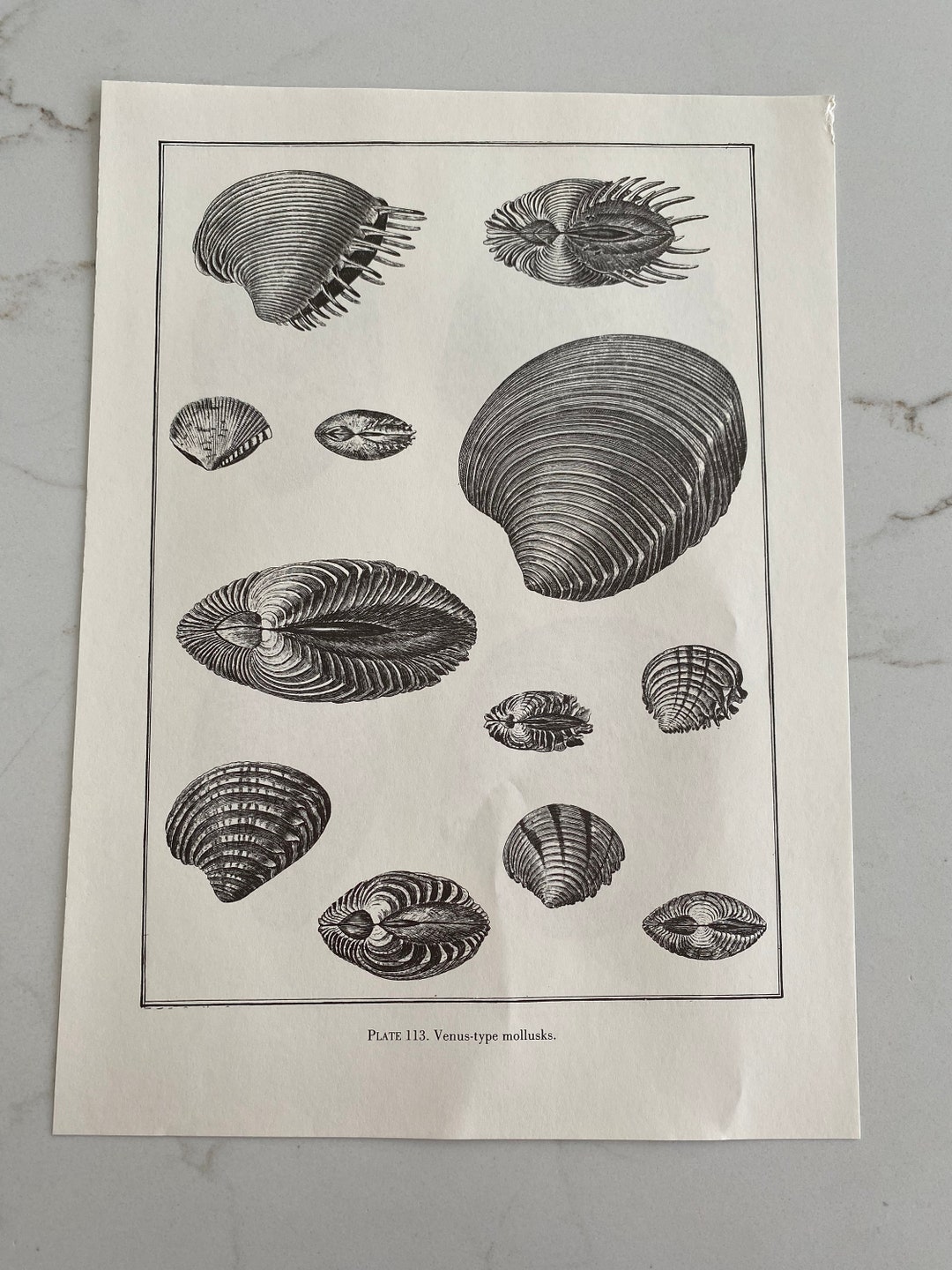 Moluscos, Venus, Molusco, 1970's, Ilustrado, Blanco y negro, Ilustrado ...