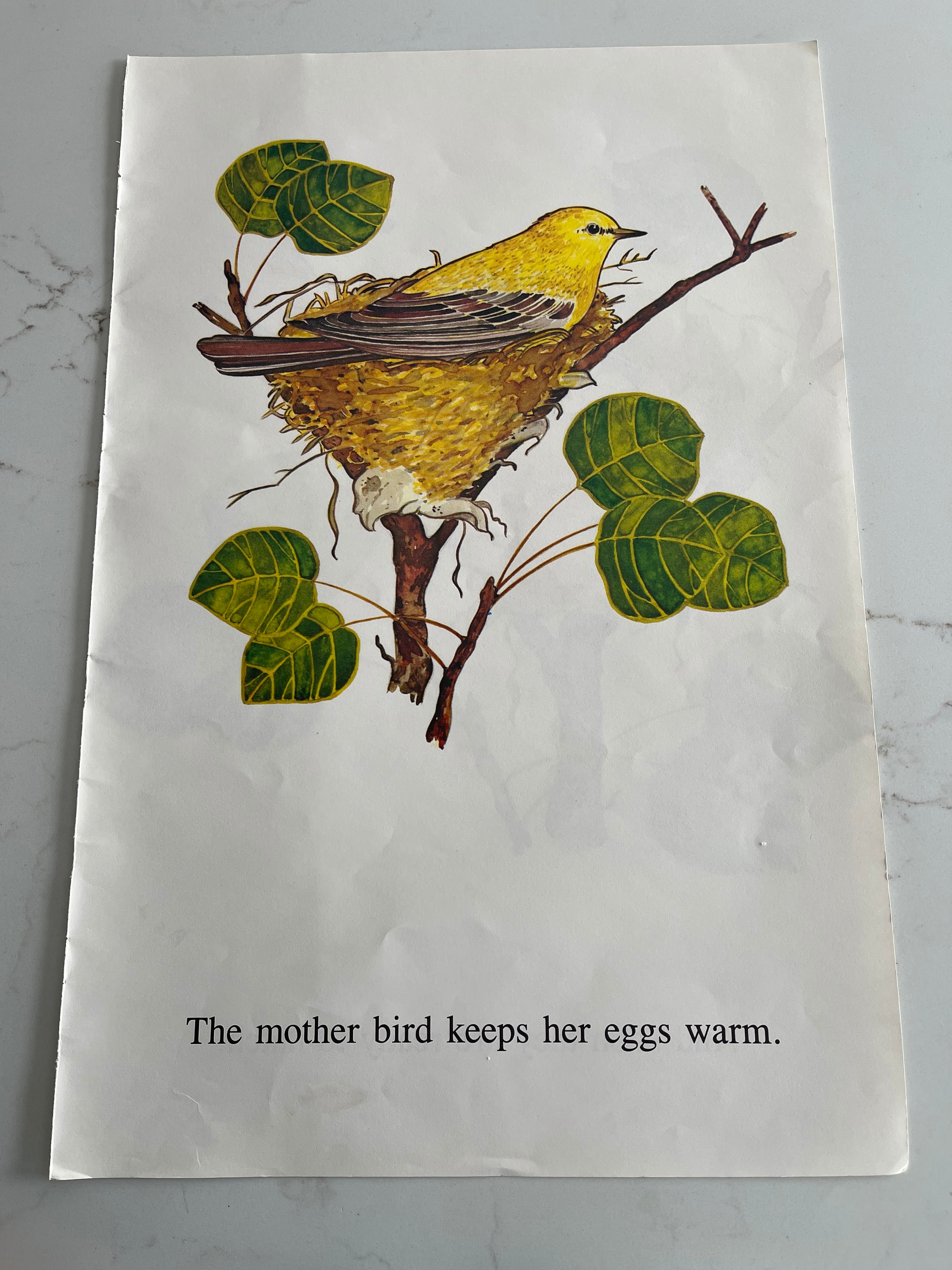 Birds Eggs Hatch Nest Poster Double-sided Picture Book - Etsy