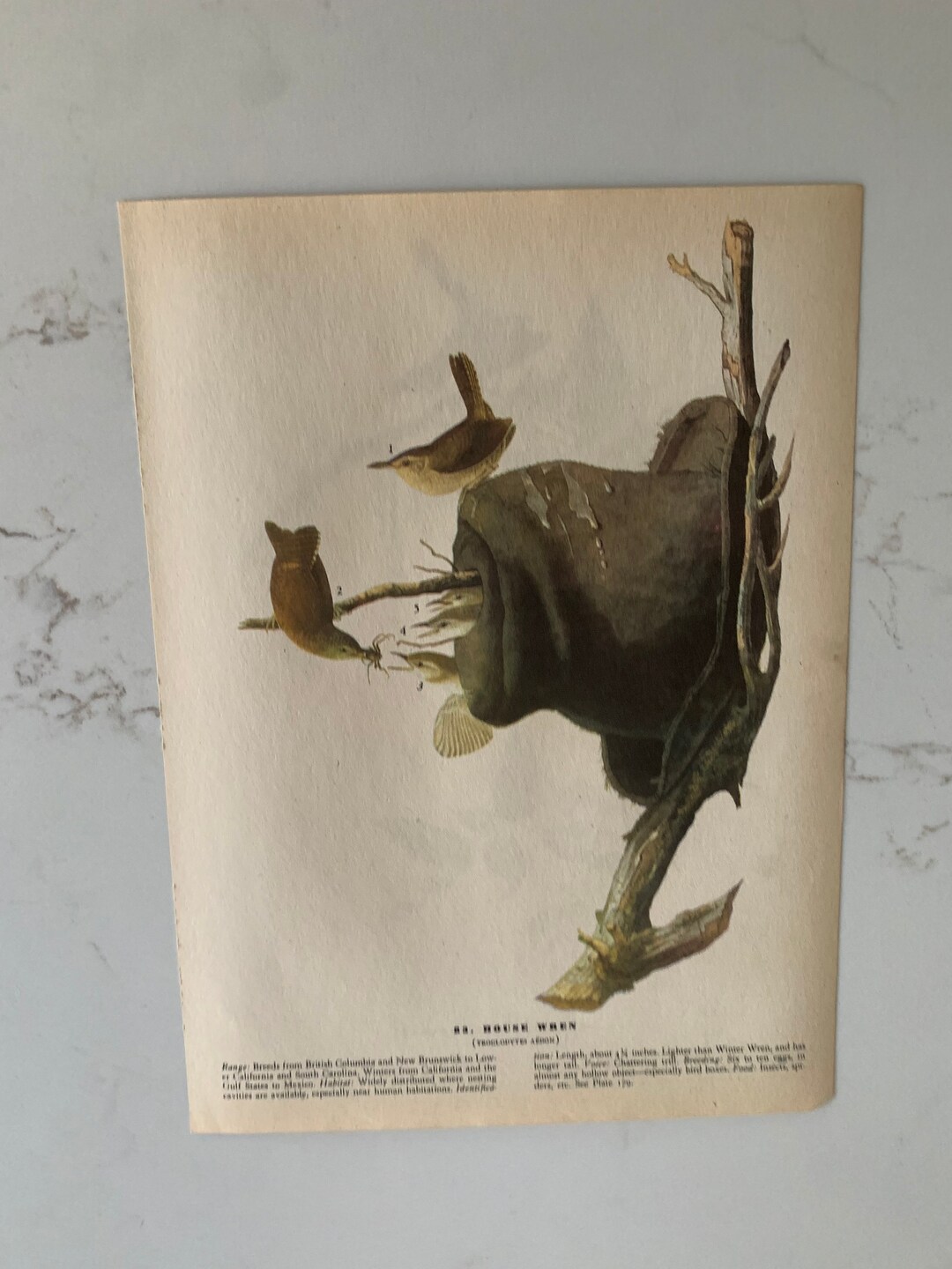 Blue-gray Gnatcatcher, Rouse Wren, the Birds of America, Print ...