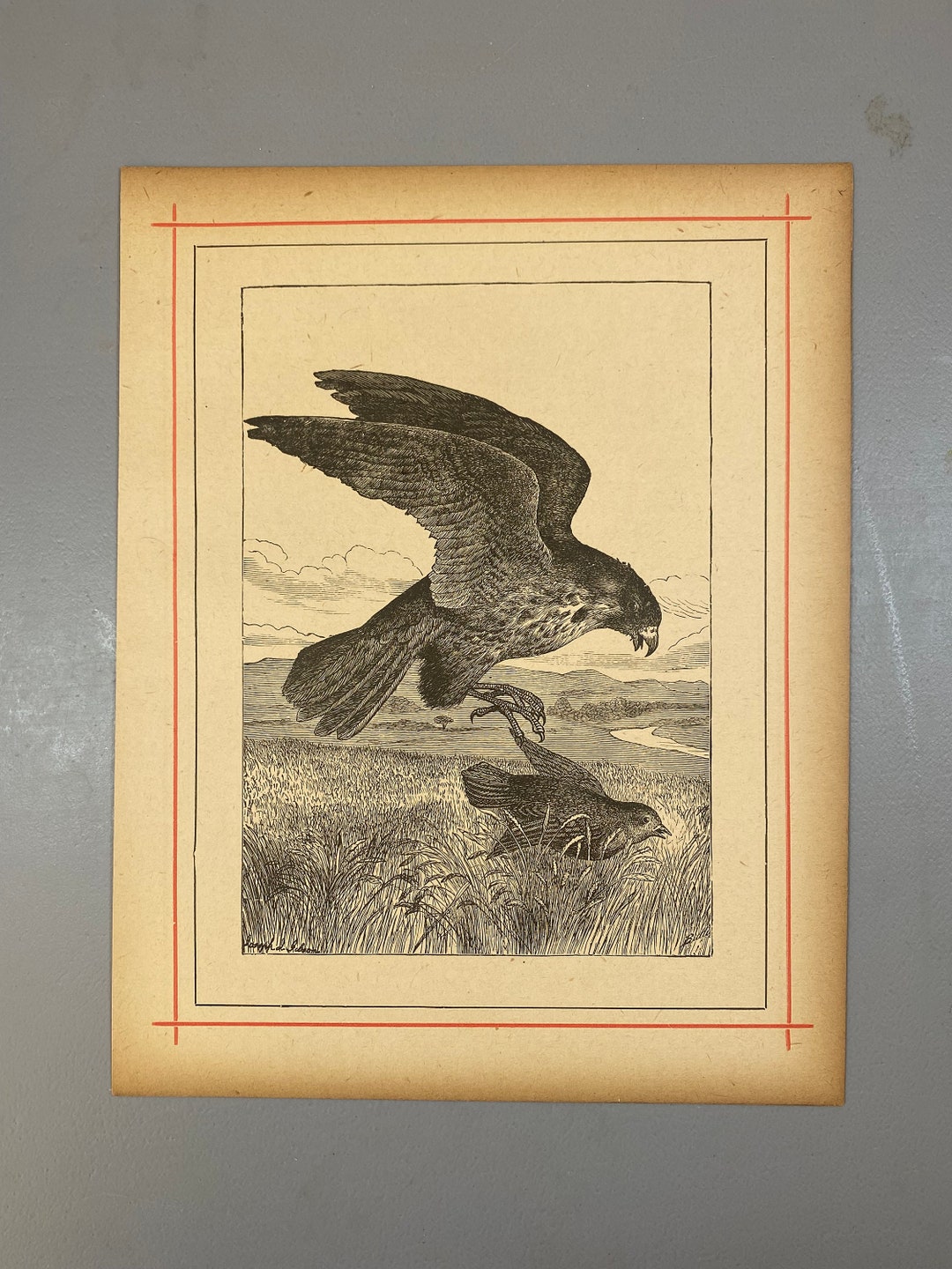 Falke, der einen kleinen Vogel jagt, Zeichnung, 1880er Buchseite ...