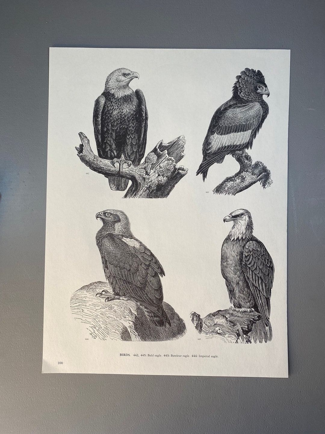 Birds, 442, 445, Bald Eagle, 443 Bateleur Eagle, 444 Imperial Eagle ...