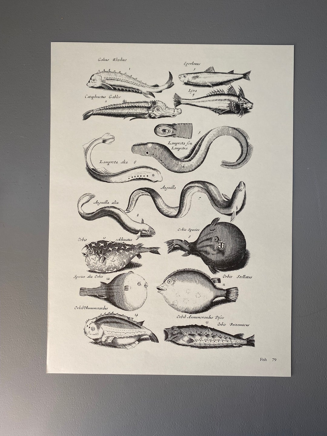 Matthaus Merian, Fish, Lamprey, Pufferfish, Engraving, 17th Century ...