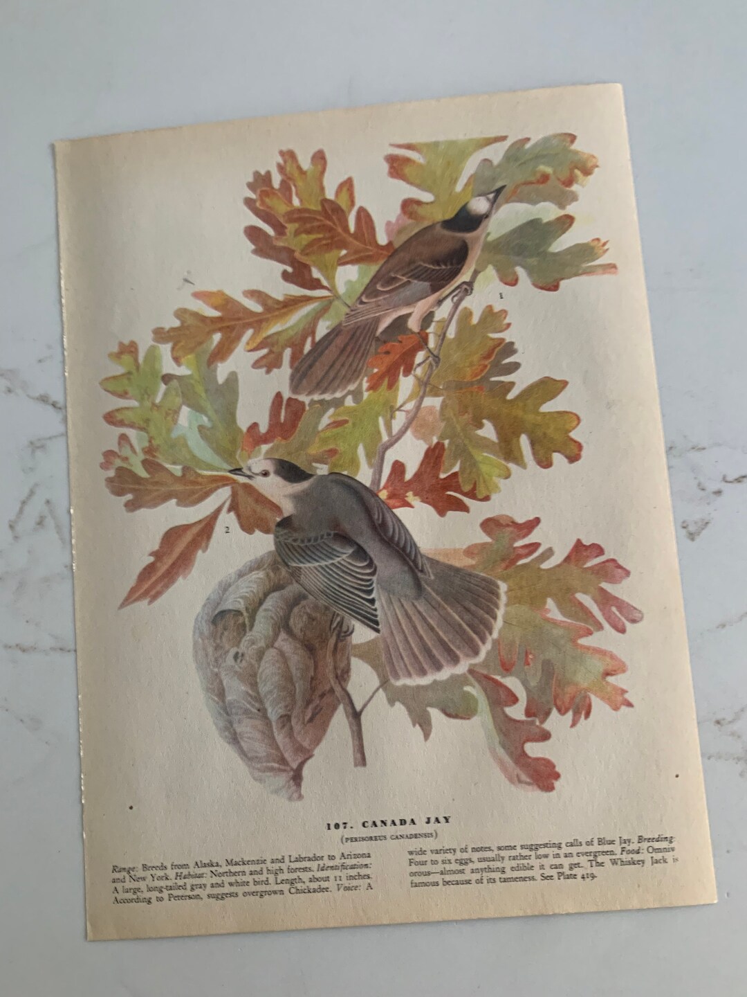 Canada Jay, Fox Sparrow, the Birds of America, Print, Bookplate, Nature ...