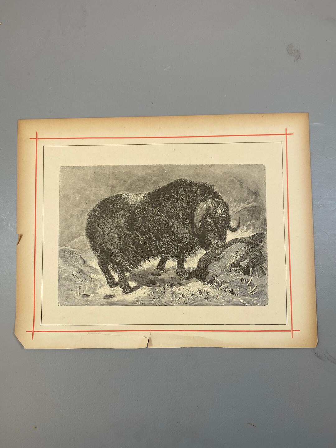 Musk Ox, Animal, Drawing, 1880s Book Page, Print, Double-sided, Sepia ...