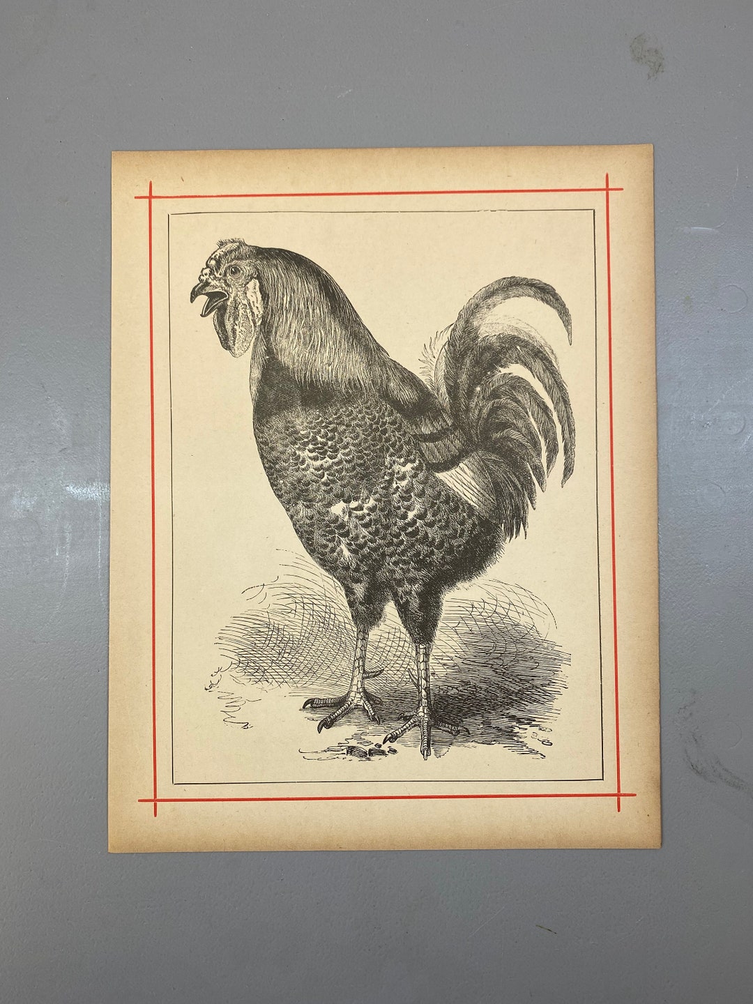 Rooster Crowing, Birds, Drawing, 1880s Book Page, Animal, Nature, Print ...