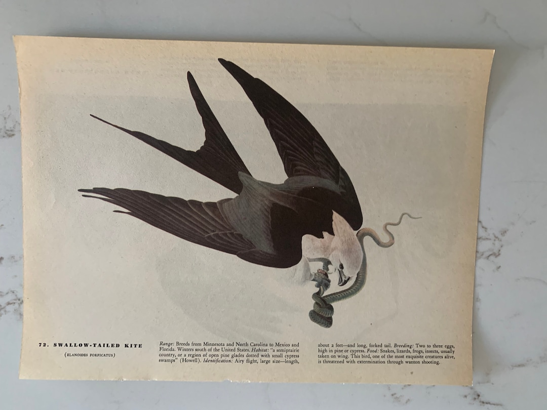 Swallow-tailed Kite, Red-shouldered Hawk, the Birds of America, Print ...