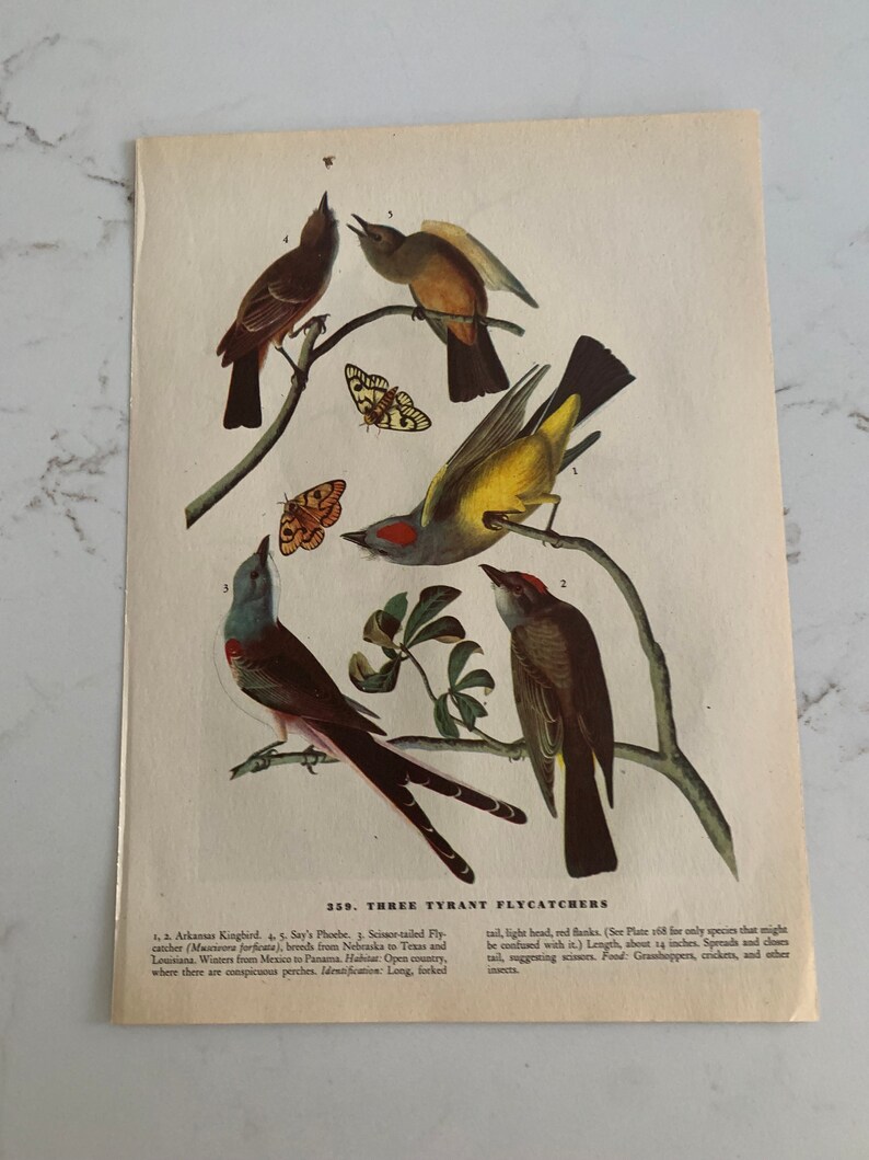 Three Tyrant Flycatchers, Two Wrens, the Birds of America, Print ...