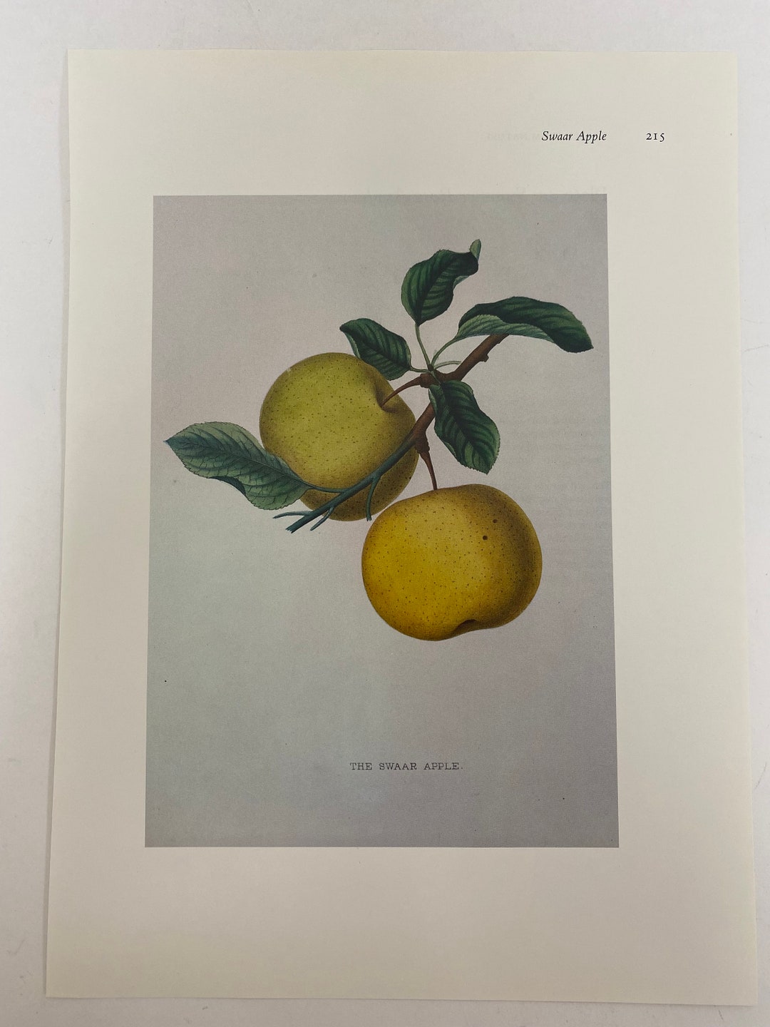 Joseph Prestele, Plant Print, Swaar Apple, Fruit, Bookplate, Print ...