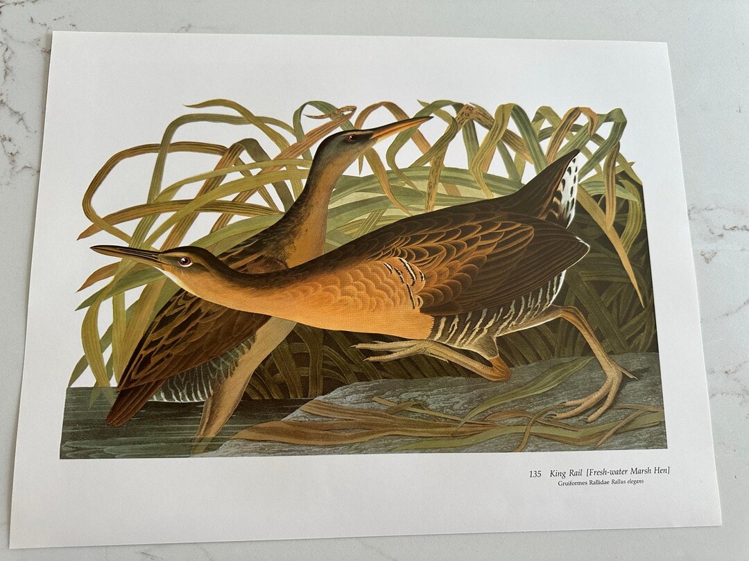 Audubon, Birds, King Rail, Limpkin, Drawing, Print, Illustration ...