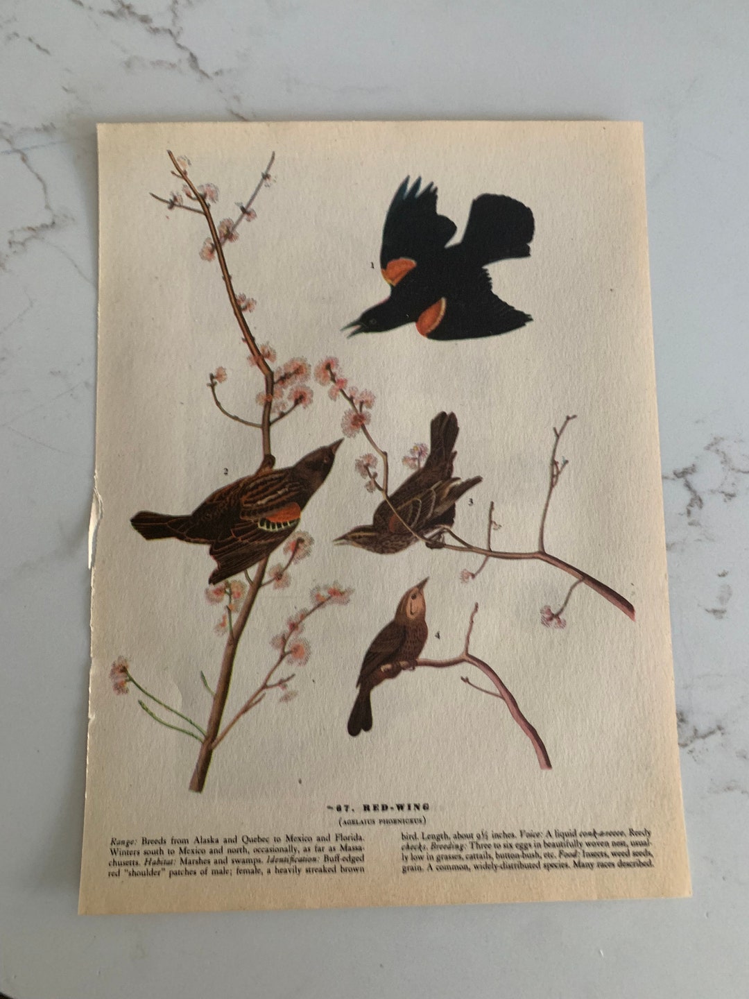 Red-wing, Cliff Swallow, the Birds of America, Print, Bookplate, Double ...