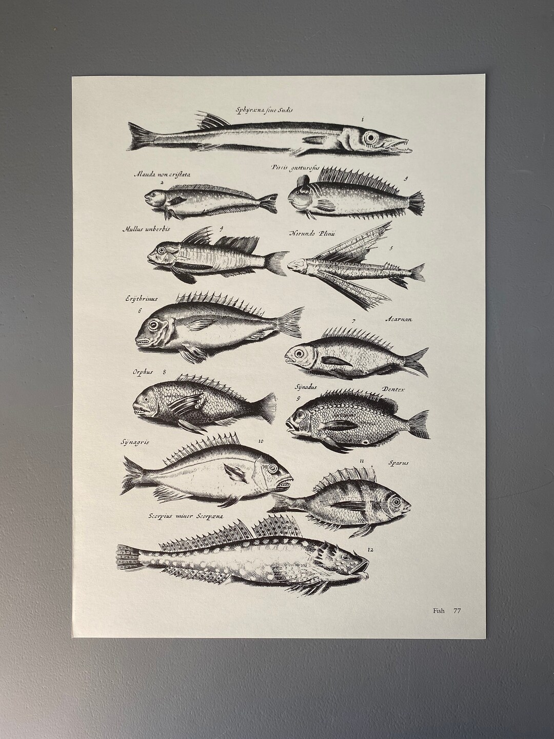 Matthaus Merian, Flying Fish, Barracuda, Engraving, 17th Century, Print ...