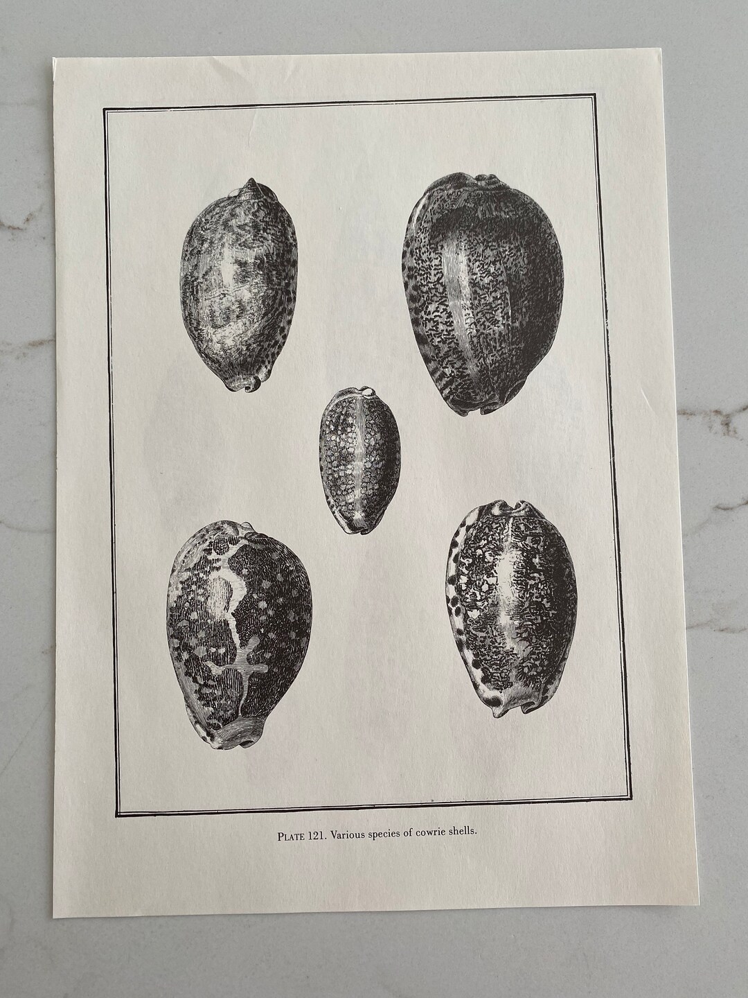 Shells, Cowrie Shells, Miter Shells, 1970's, Illustrated, Black and ...