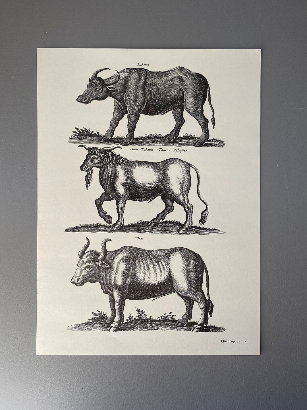 Matthaus Merian, Bull, Bison, Bubalus, Engraving, Animal, 17th Century ...