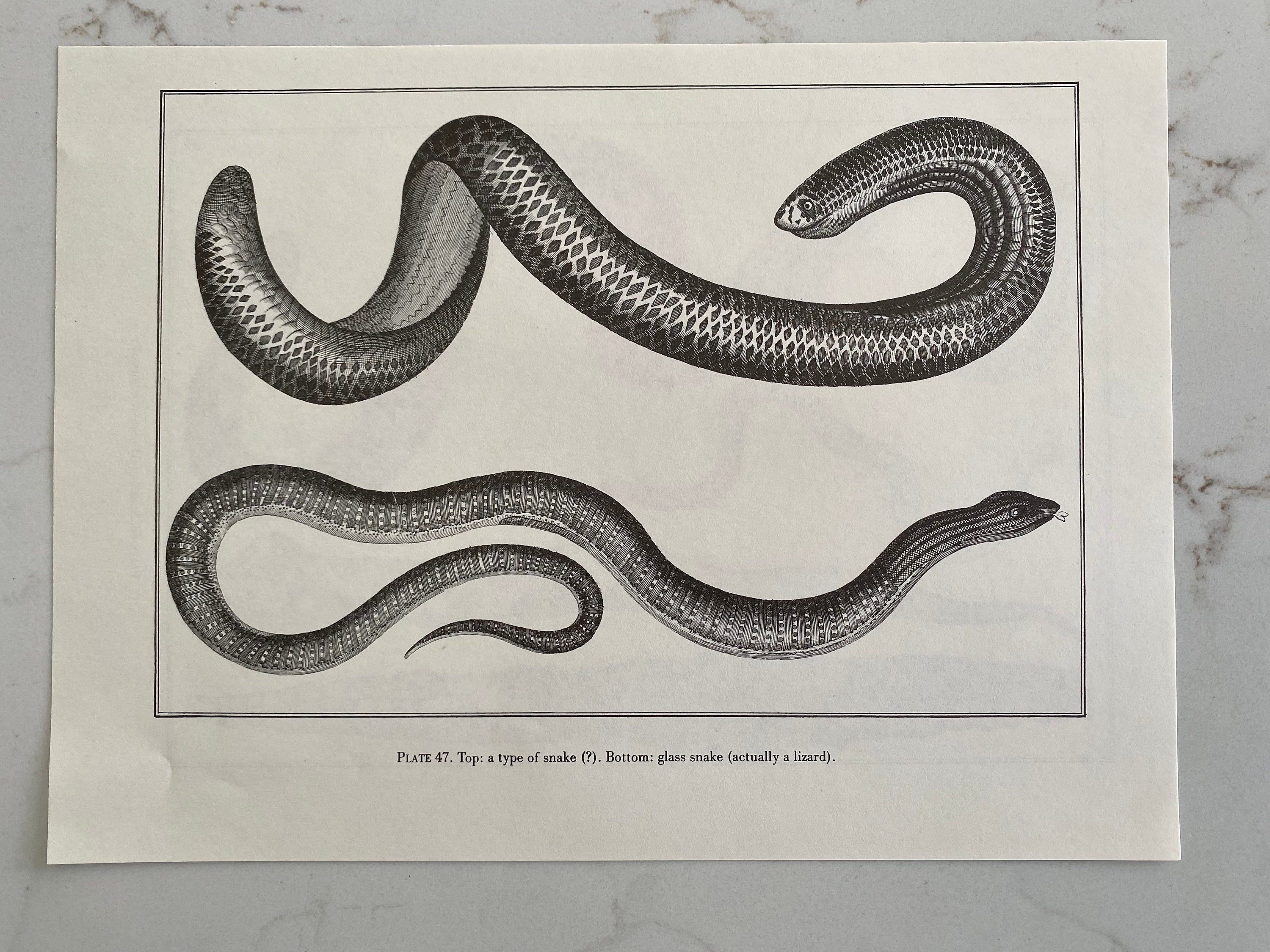 Horned Viper Drawing