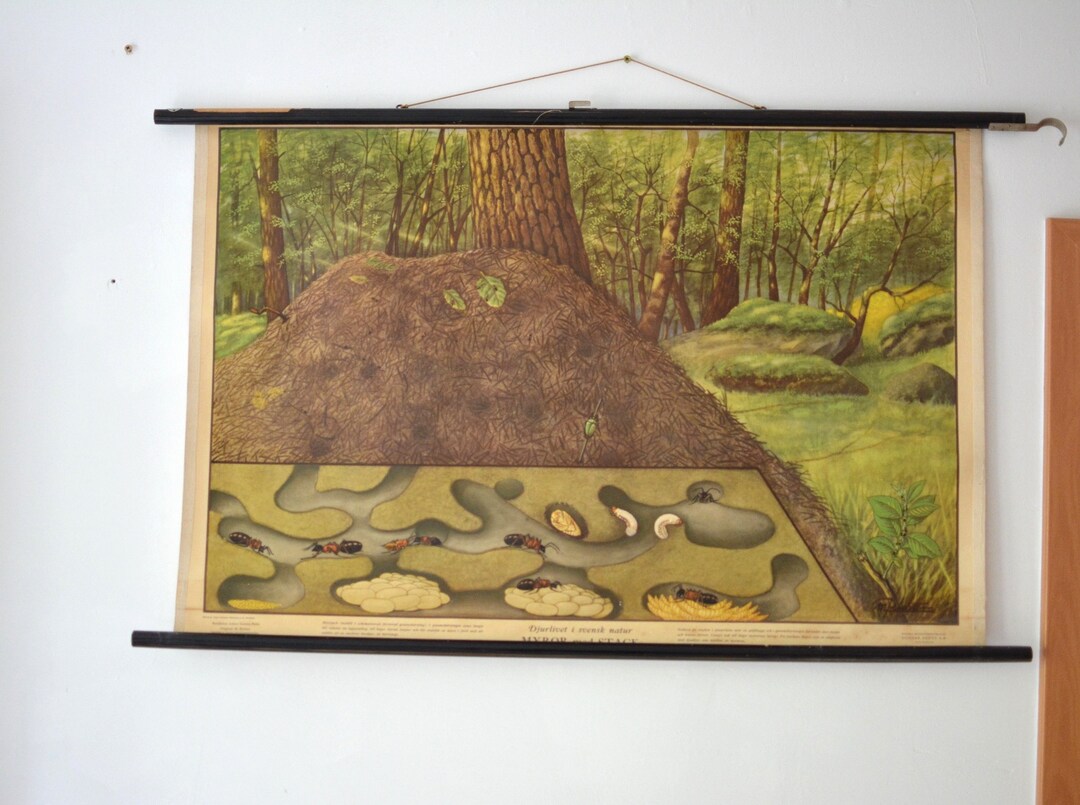 RARE School Wall Map Ants Teaching Map Teaching Board Roll - Etsy
