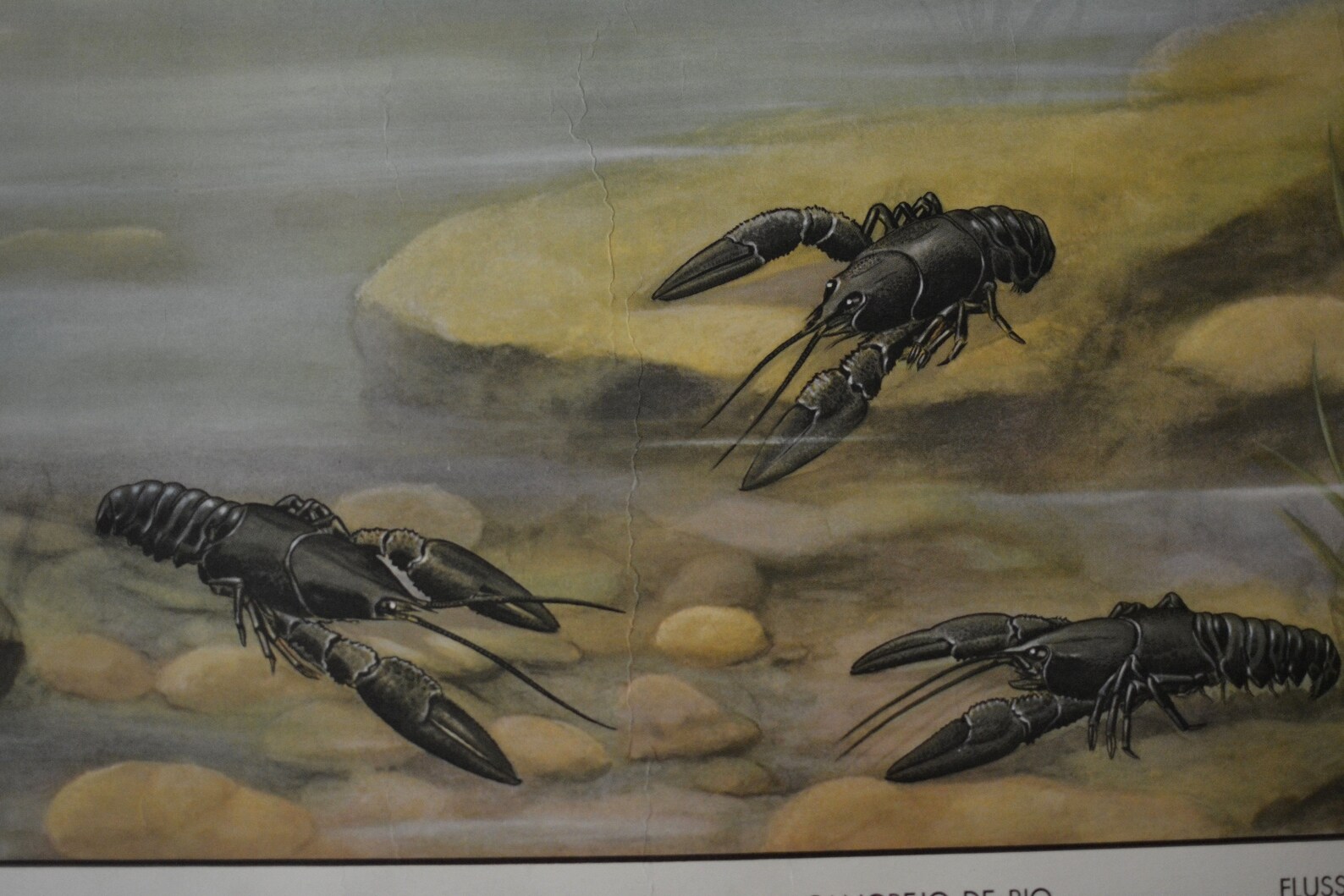 Rar Vintage School Wall Map Crayfish Teaching Card - Etsy