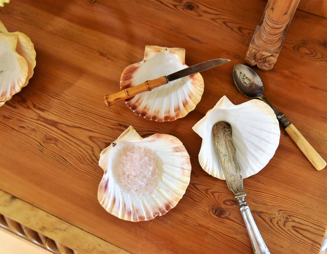 Natural Shells From France Breton Scallop Shells Mussel - Etsy