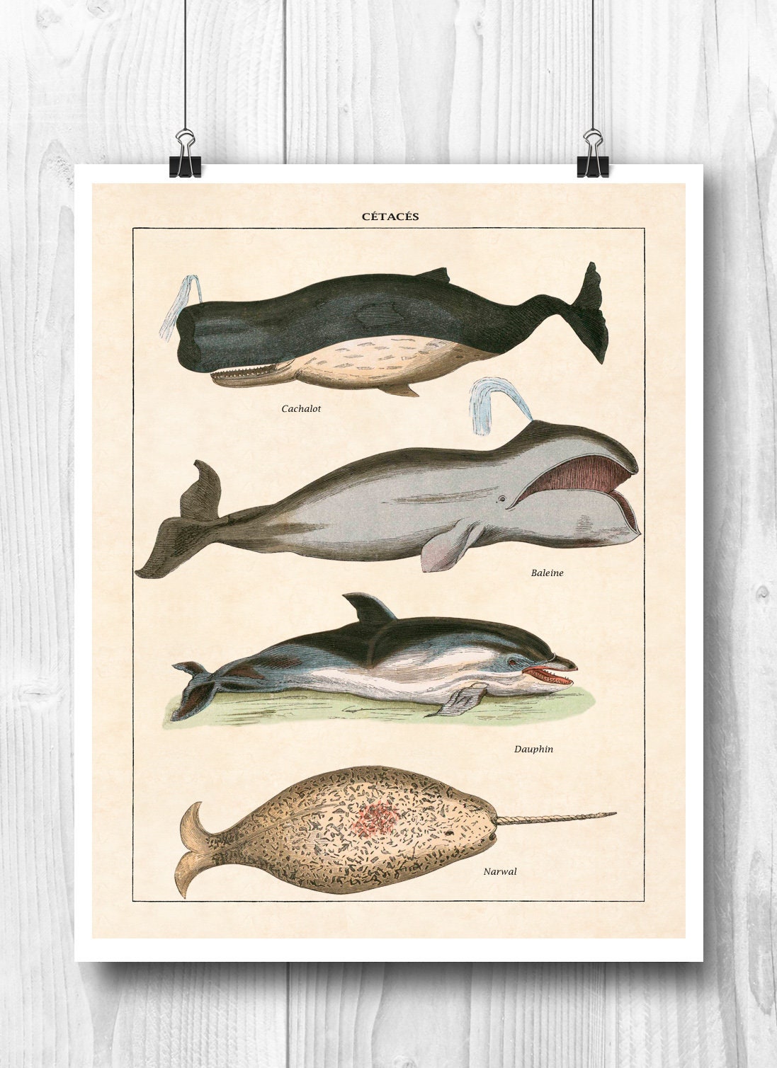Nautical Art, Marine Mammals Print, Whales, Dolphins, Narwhal, Beach ...