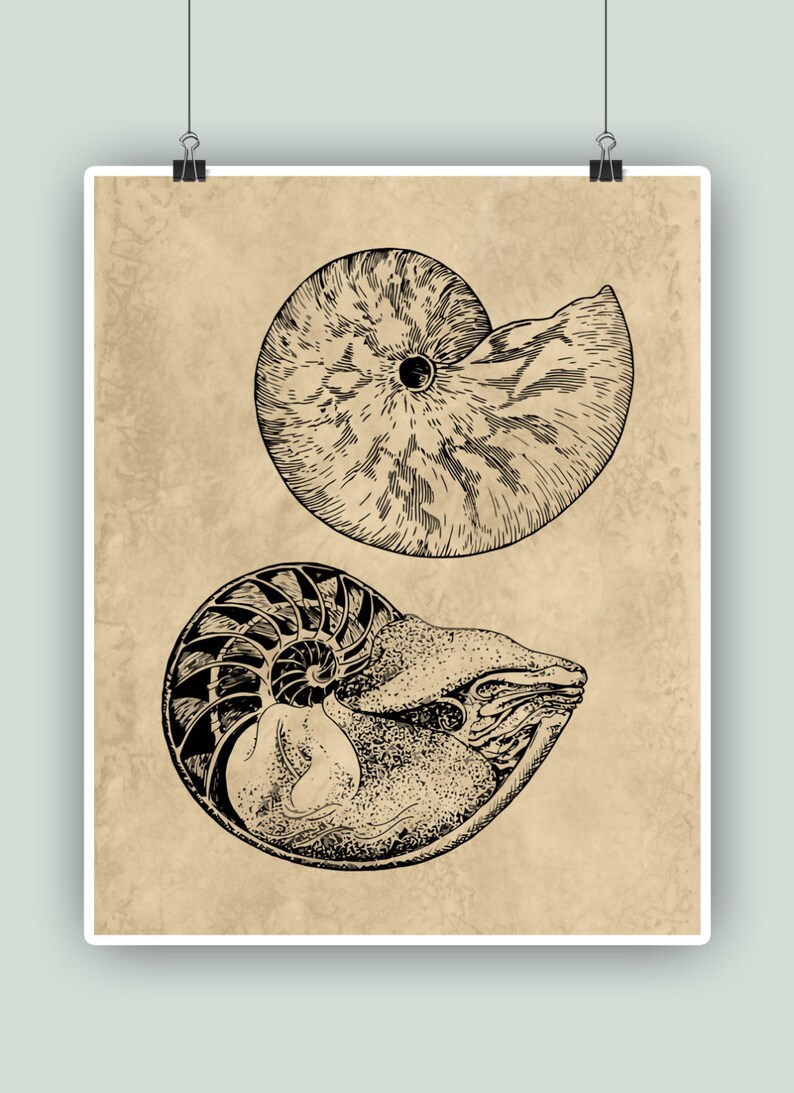 Nautilus Shell Art, Seashell Print, Coastal Decor, Nautical Wall Art ...