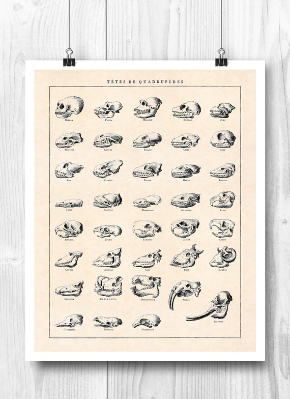 Anatomy Art Print Skeleton Head Print Skeleton Head | Etsy