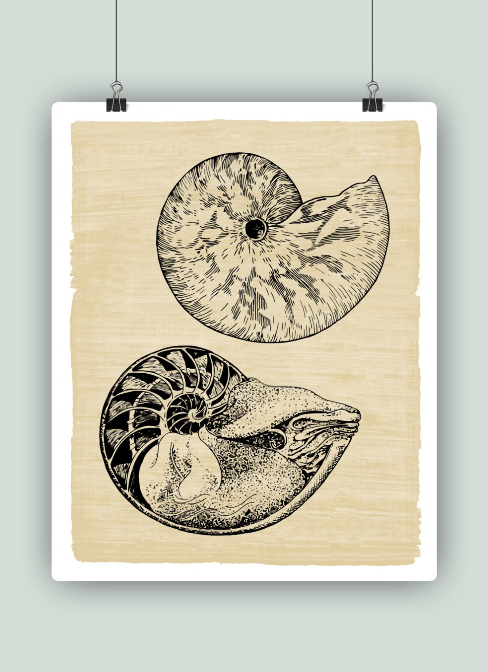 Nautilus Shell Art, Seashell Print, Coastal Decor, Nautical Wall Art ...