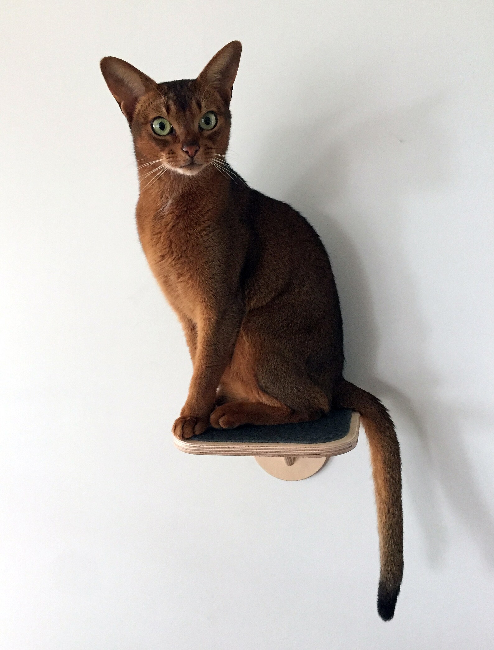 Cat Platform PERCH original - Etsy