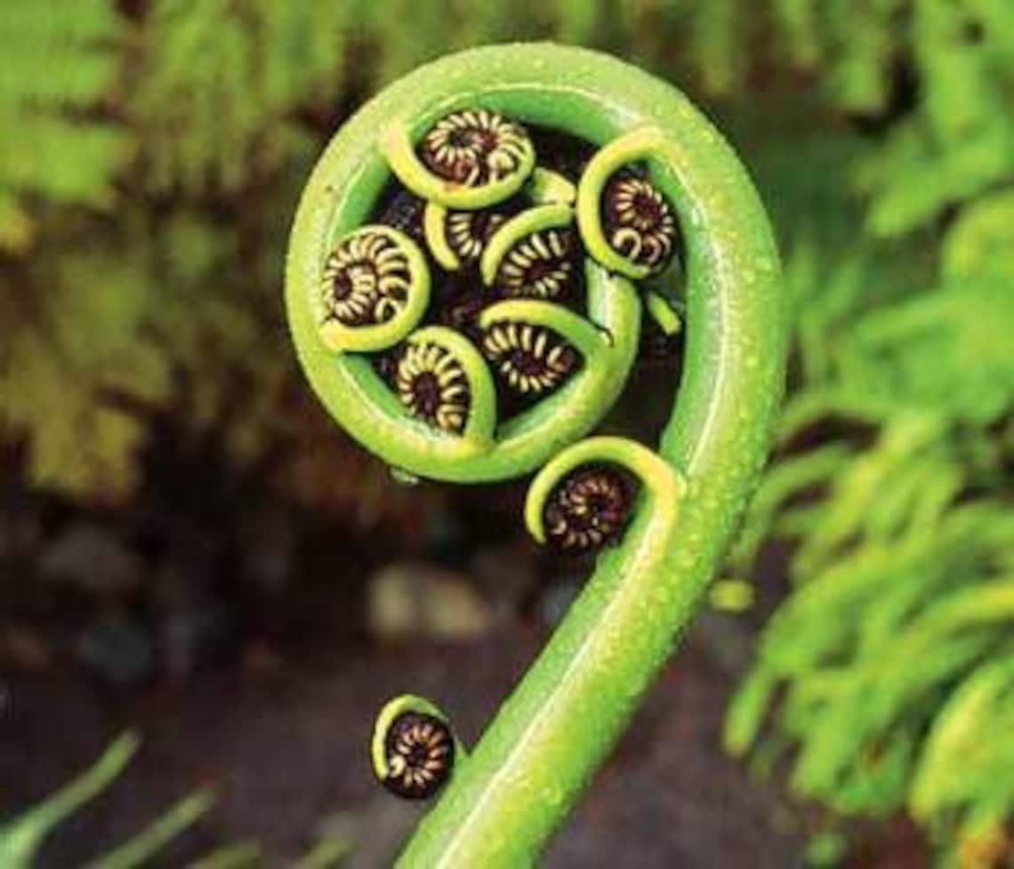 Cross Stitch Pattern Maori Koru 2 Cross New Zealand NZ - Etsy Australia